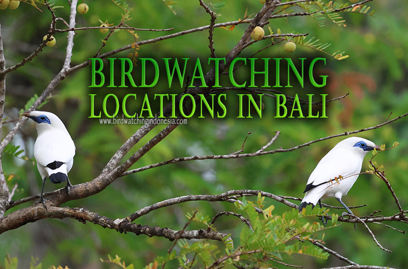 Birdwatching Locations in Bali - Birding in Indonesia