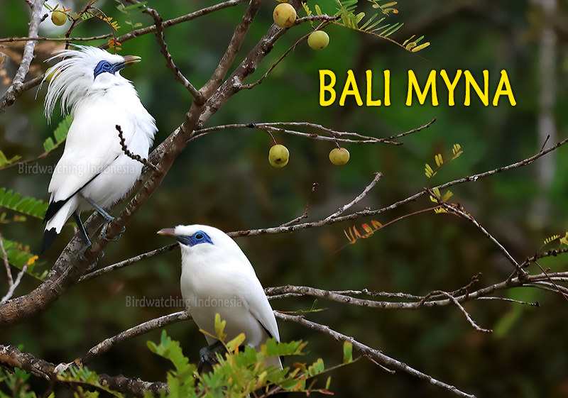 Where to See the Bali Myna - Birding in Indonesia