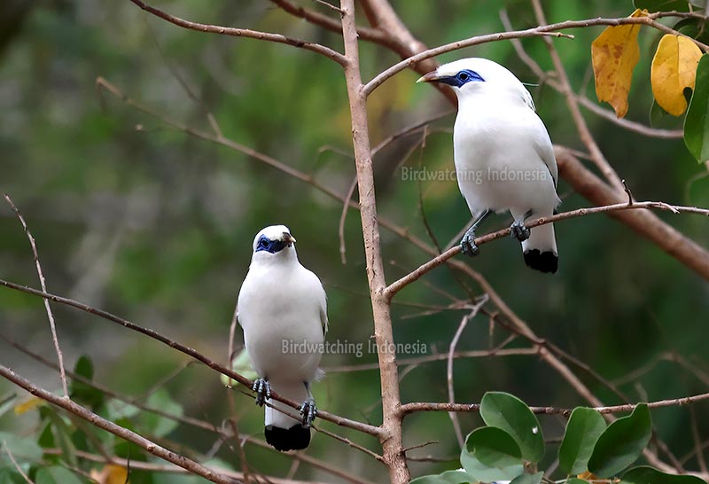 Where to See the Bali Myna - Birding in Indonesia